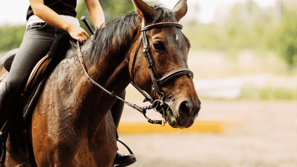 Horse Riding Accident Claims - Wildwood Legal